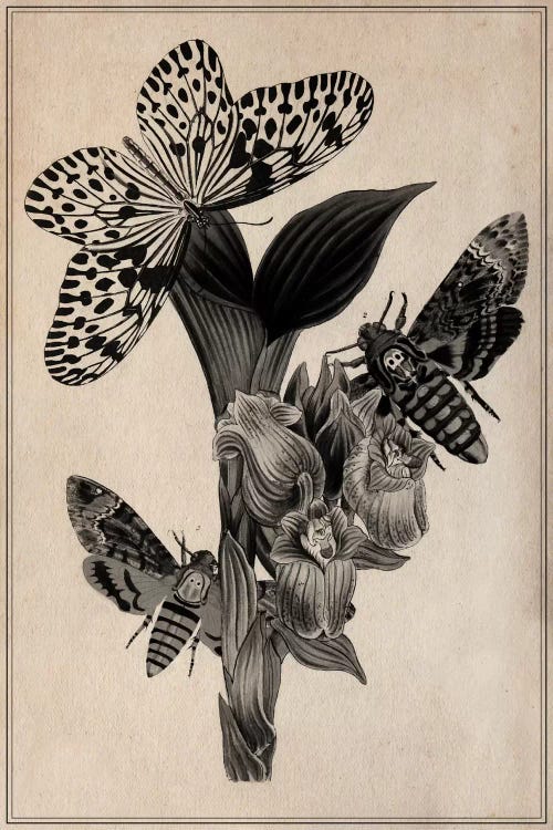Butterfly Scientific Diagram 10 Species Of Butterflies: A Danaus