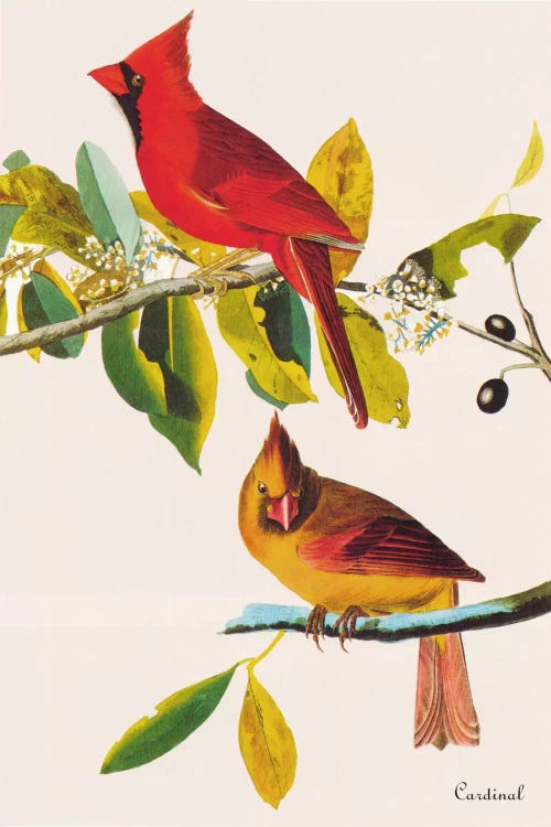 Cardinal Pair Canvas Wall Art by Dean Crouser | iCanvas