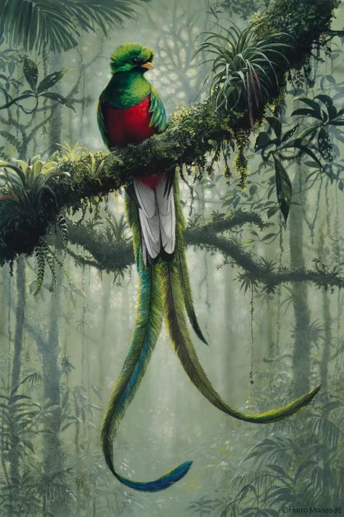 Resplendent Quetzal 2 Canvas Wall Art by Harro Maass | iCanvas