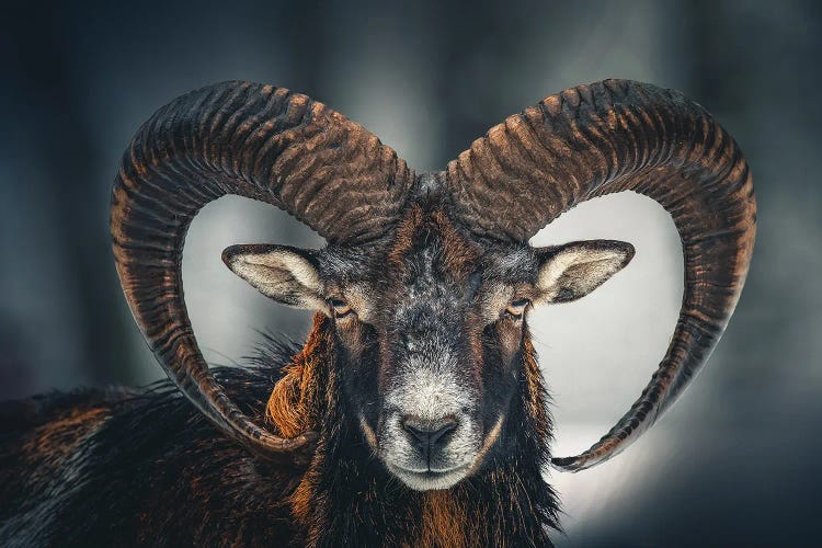 Ram Head Face Animal Canvas Wall Art by Adrian Vieriu | iCanvas