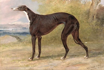 Black Greyhound