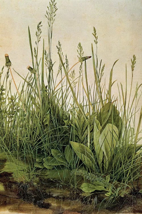 The Great Piece of Turf, 1503 Canv - Canvas Wall Art | Albrecht Dürer