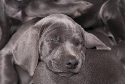 Black Weimaraner Puppies