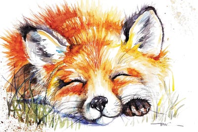 Sleeping Fox Drawing