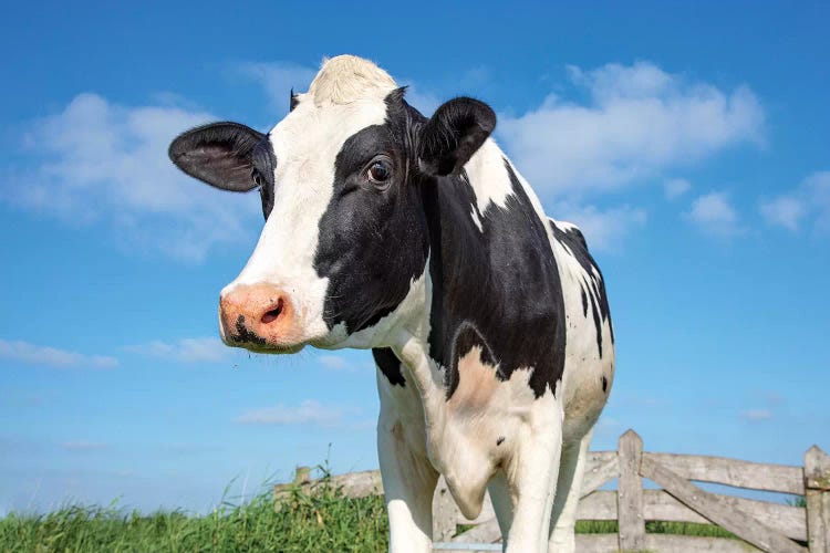 Cow Trio Canvas Wall Art by Jane Rix | iCanvas