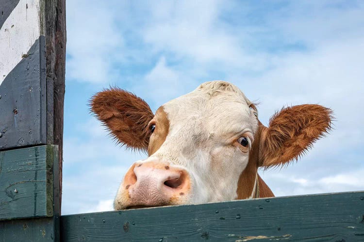 Peeking Cow Canvas Wall Art by Clara Bastian | iCanvas
