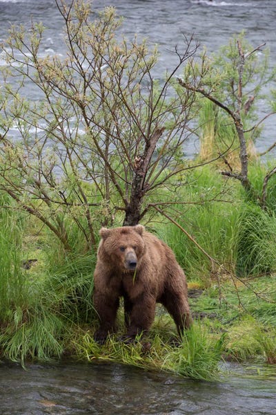 Grizzly Bear Fishing For Sockeye Sal - Canvas Print | Matthias Breiter