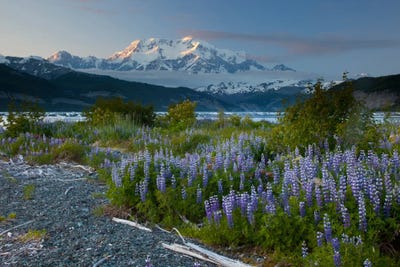 Grizzly Bear Fishing For Sockeye Sal - Canvas Print | Matthias Breiter