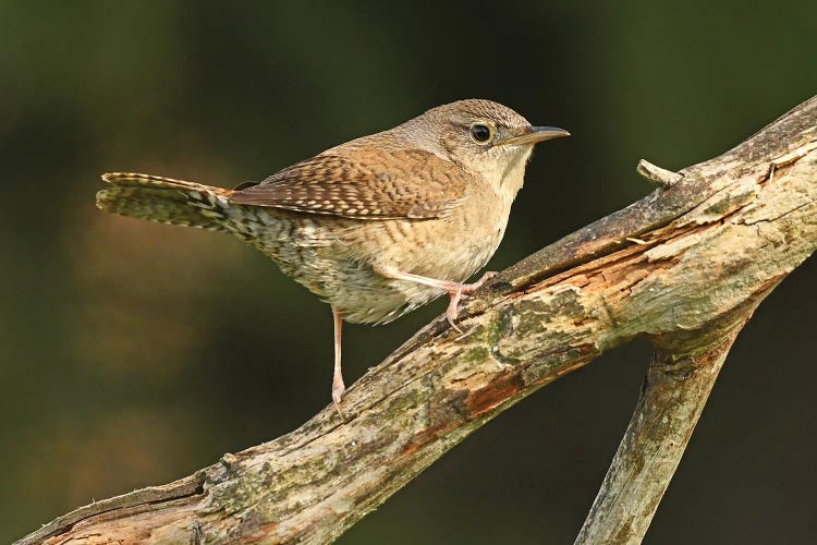 House Wren Profile Canvas Wall Art by Brian Wolf | iCanvas