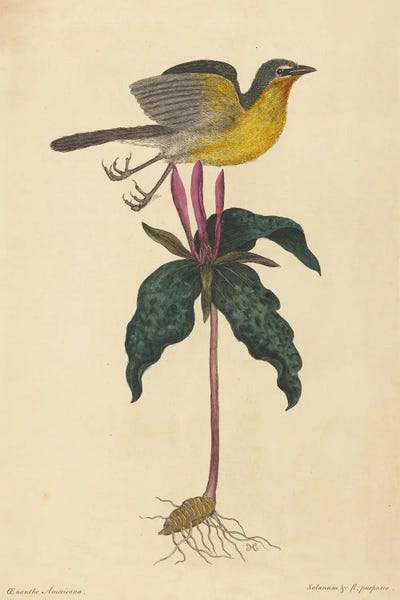 The Yellow-Breasted Chat Canvas Wall Art by Mark Catesby | iCanvas