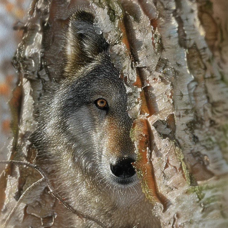 Close Encounter Wolf Square Canvas Wall Art by Collin Bogle | iCanvas