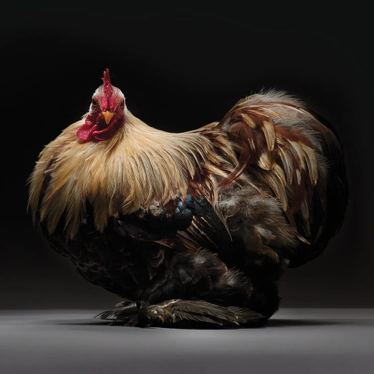 Pekin Bantam Canvas Wall Art by CHICken | iCanvas