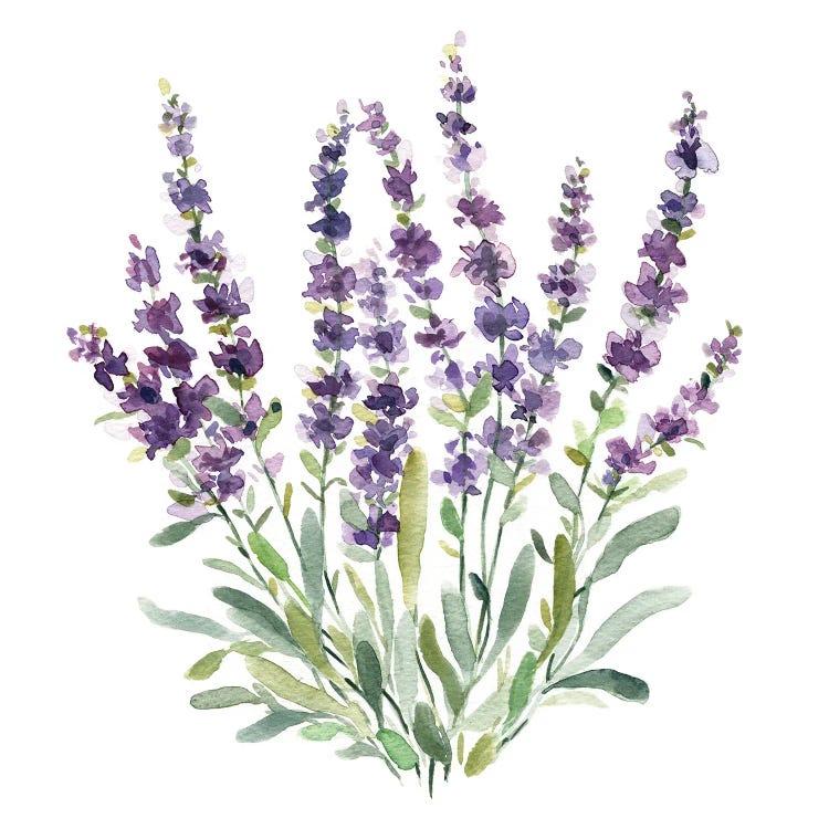Lavender Botanical II Canvas Wall Art by Carol Robinson | iCanvas