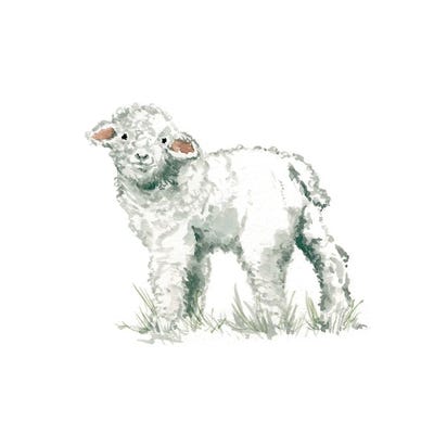 Baby Lamb Drawing