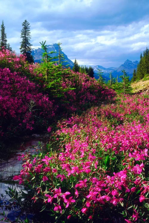 Wildflowers, Banff Nation - Canvas Wall Art | Christopher Talbot Frank
