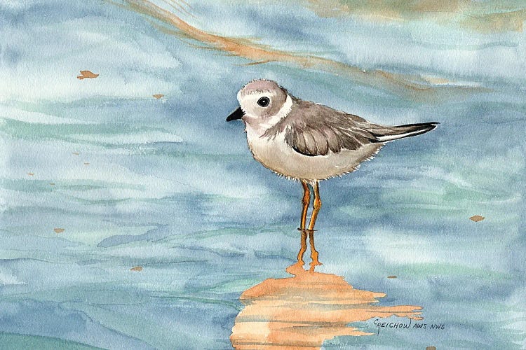 Piping Plover Canvas Wall Art by Christine Reichow | iCanvas