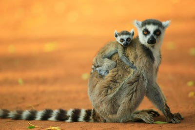 Ring Tailed Lemur Baby