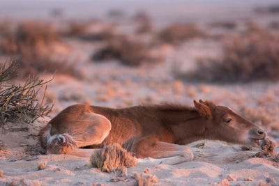 Namib Desert Animals