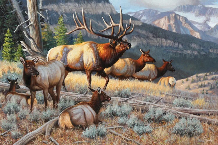 New Elk Canvas Wall Art by Cynthie Fisher | iCanvas