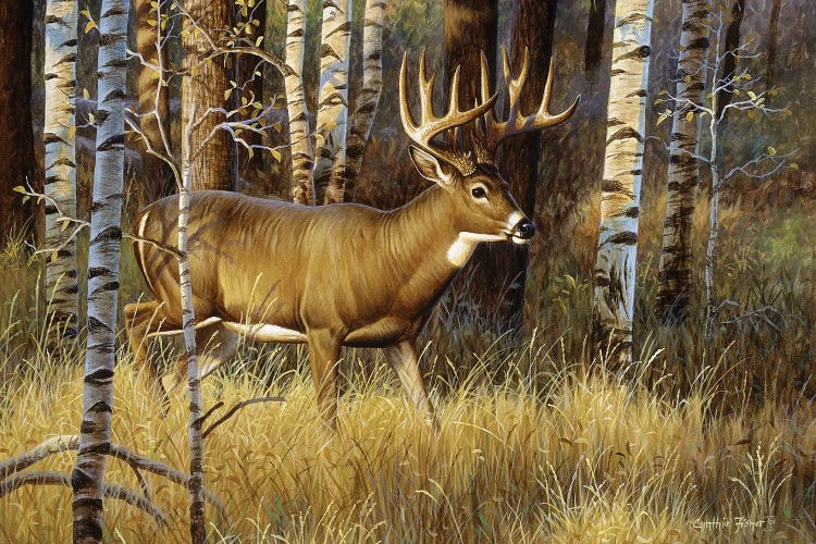 Whitetail Buck Paintings Whitetail Deer Art Paint By Numbers