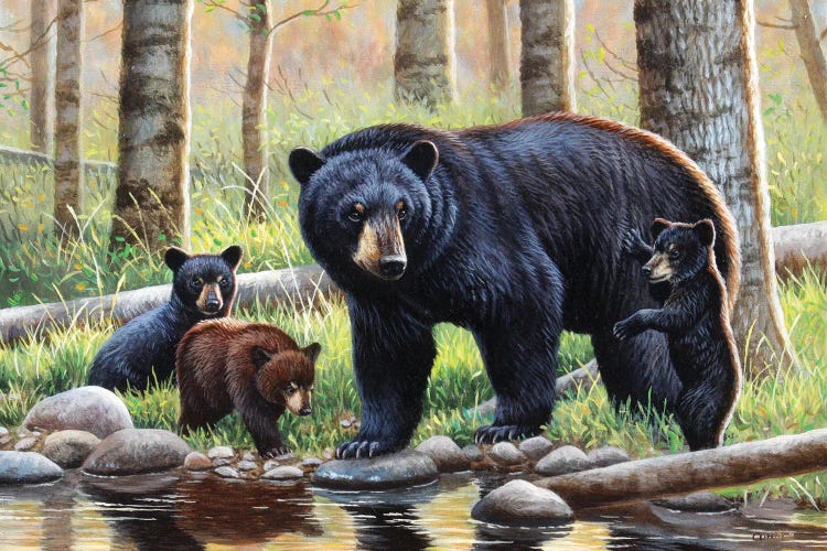 Black Bear With Cubs Canvas Wall Art by Cynthie Fisher | iCanvas