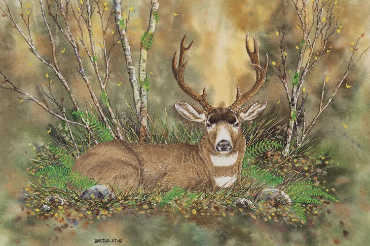 Whitetail Buck II Canvas Wall Art by Cynthie Fisher | iCanvas