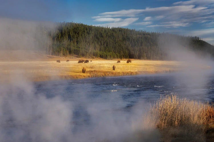 Geothermal Buffalo Canvas Wall Art by Dennis Frates | iCanvas