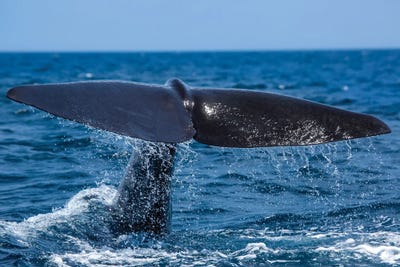 Flukes Of Whale Paintings