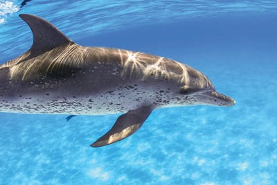 Atlantic Spotted Dolphin Jumping