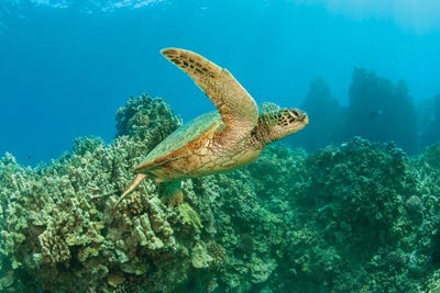 Endangered Species Of Sea Turtles