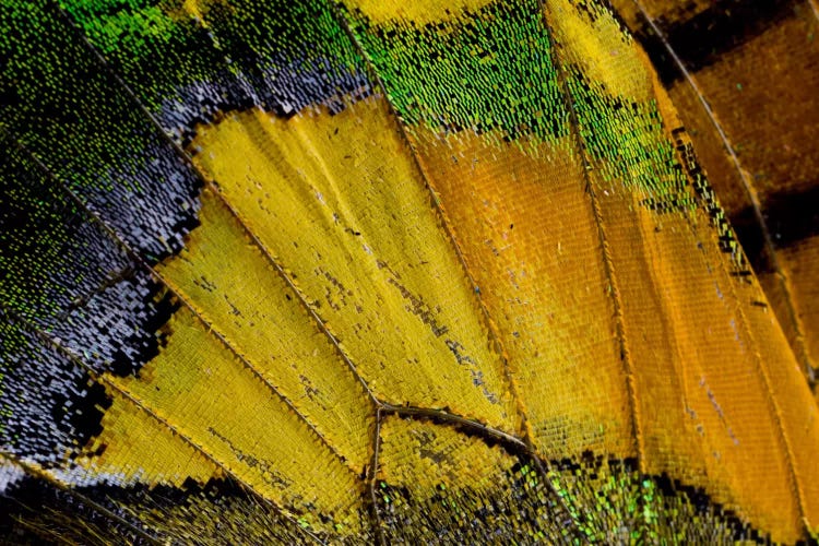 Butterfly Wing Macro-Photography V C - Canvas Wall Art | Darrell Gulin