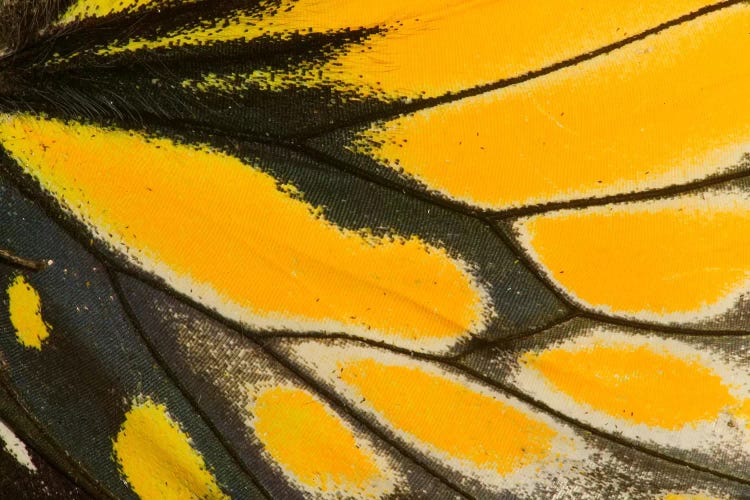 Butterfly Wing Macro-Photography V C - Canvas Wall Art | Darrell Gulin