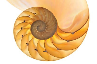 Kappa Delta Nautilus Shell Canvas