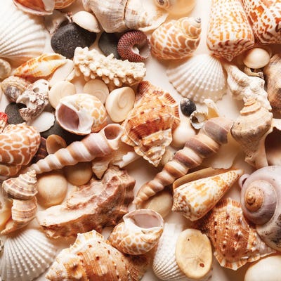 Spiral Seashells Types
