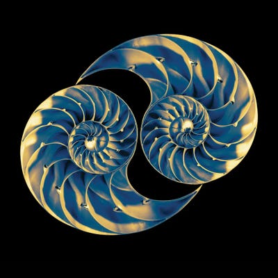 Nautilus Shell Painting