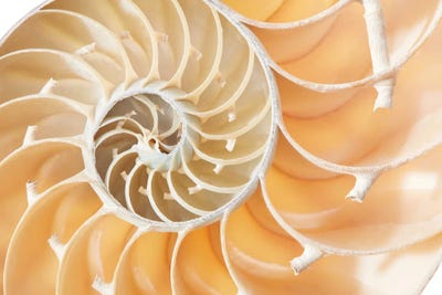 Nautilus Shell IIIC Canvas Print by Kathy Morton Stanion | iCanvas