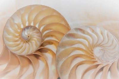 Fibonacci Sequence In Nature Shell