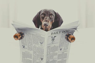 Dog Reading Magazine
