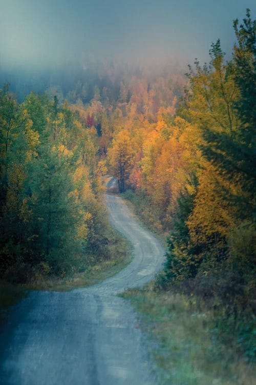 Autumn Logging Road Canvas Wall Art by Dan Sproul | iCanvas