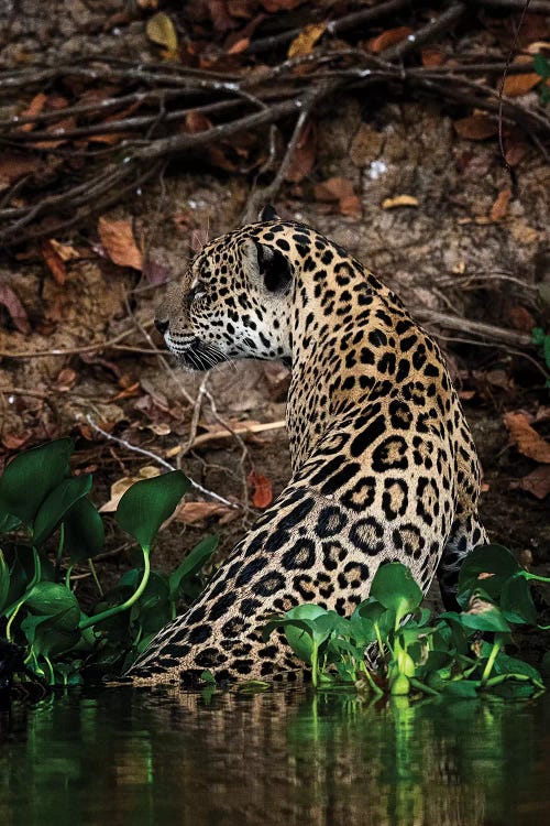 Smiling Jaguar Canvas Wall Art by Goran Anastasovski | iCanvas