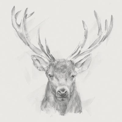Mounted Elk Head Drawing
