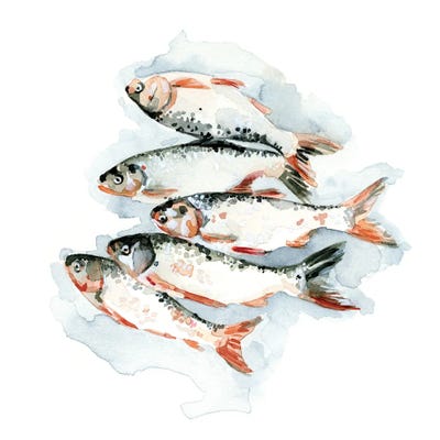 Silver Fish IV Canvas Wall Art by Emma Caroline | iCanvas