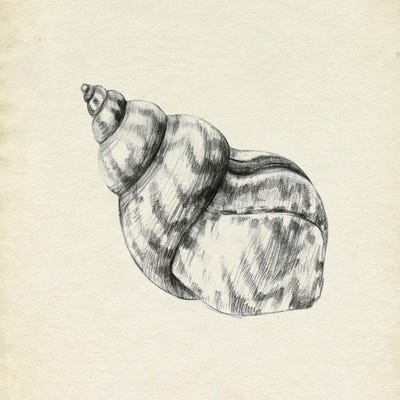 Seashell Pencil Drawing