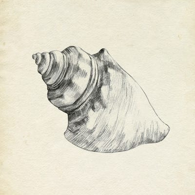 Beach Shell Pencil Drawing