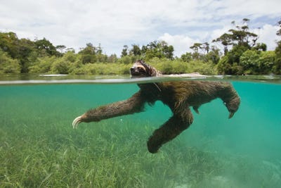 Three Toed Sloth Swimming