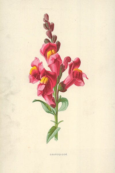 Snapdragon Painting