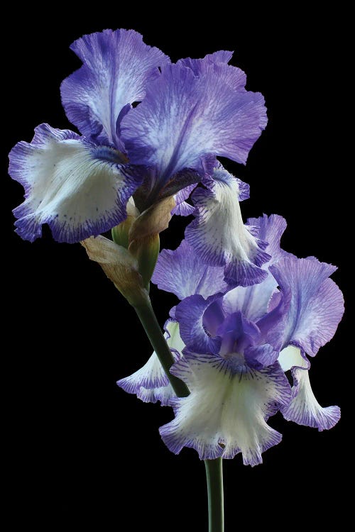 Loop The Loop Iris Flowers Canvas Wall Art by Alyson Fennell | iCanvas