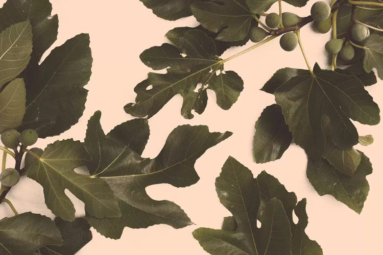 Fig Tree Canvas Wall Art by Florent Bodart | iCanvas