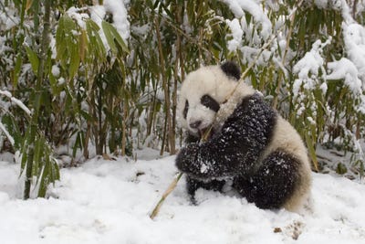 Giant Panda Cubs Eating Bamboo