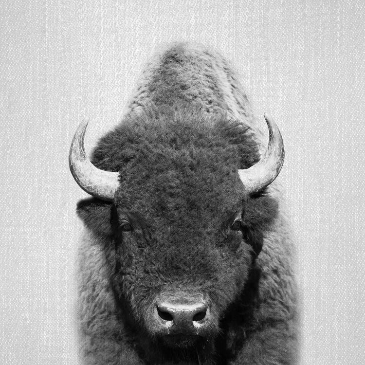 Buffalo In Black & White Canvas Wall Art by Gal Design | iCanvas